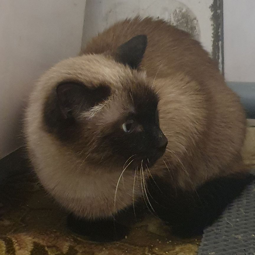 Кошка Лола