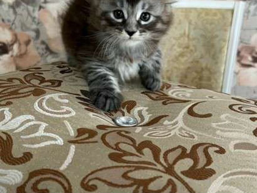 Шикарная пушистая банда куняток