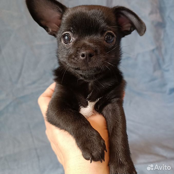 Черный красавчик