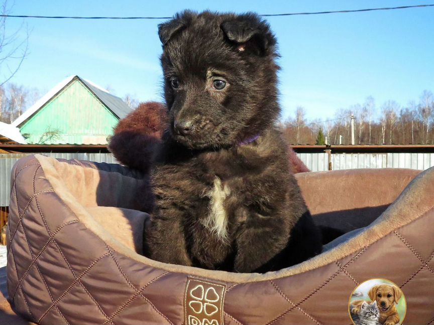 Маленькие охранники ищут дом
