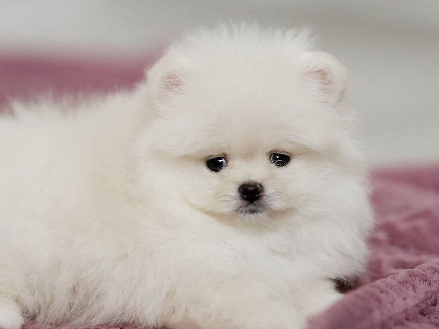 Померанский шпиц мини