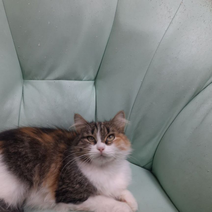Кошка