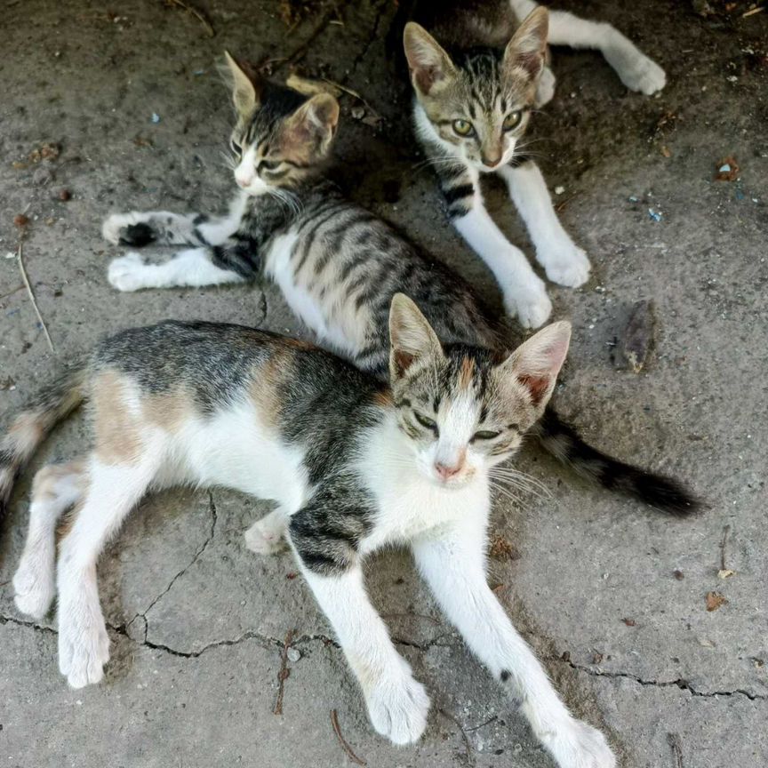 Котята в добрые руки