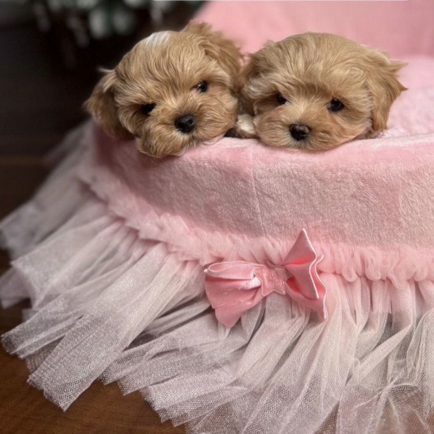 Мальтипу, щенок