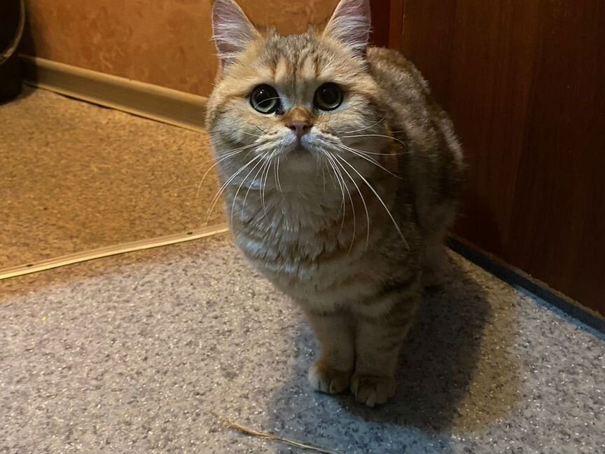 Кошка