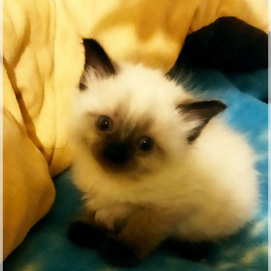 Тайский котёнок