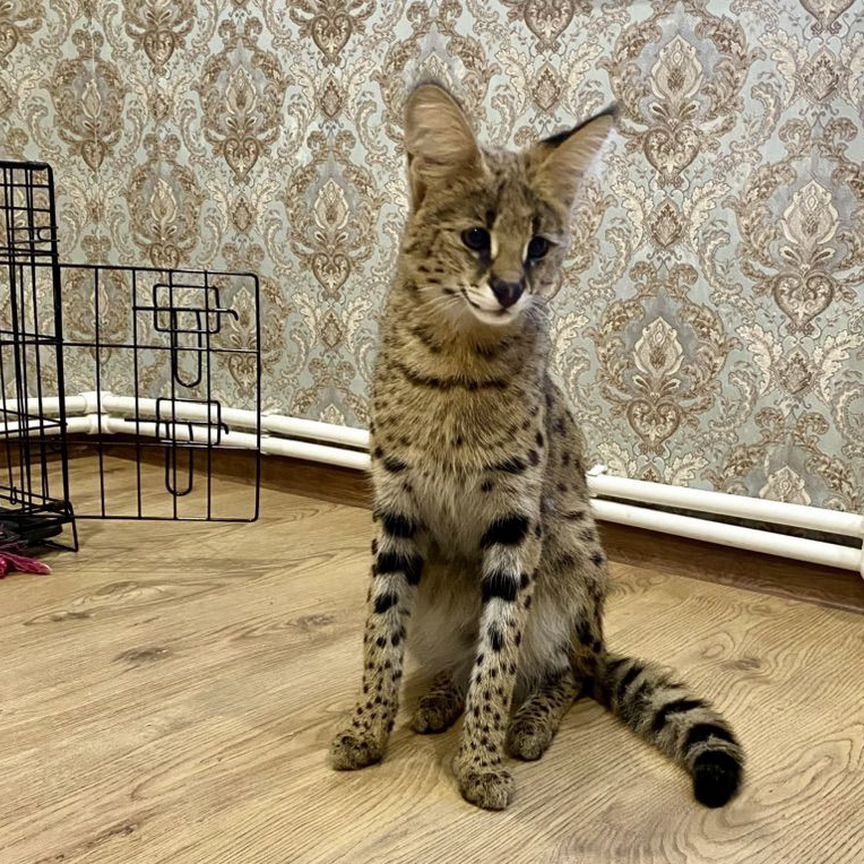 Саванна котёнок