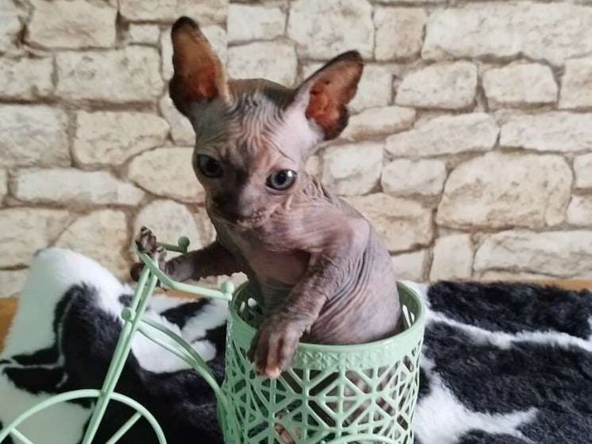 Канадский сфинкс котенок