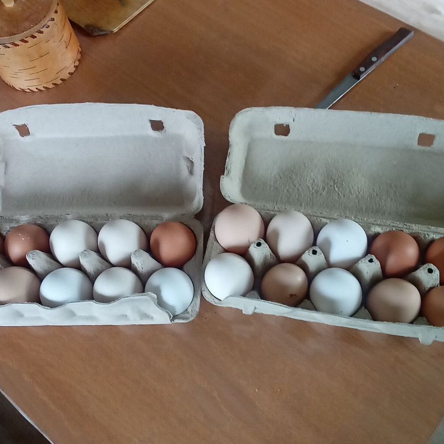 Яца куриные можно для инкубации