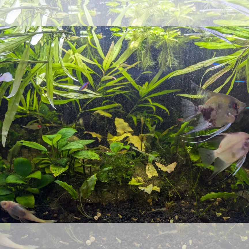 Аквариумные растения