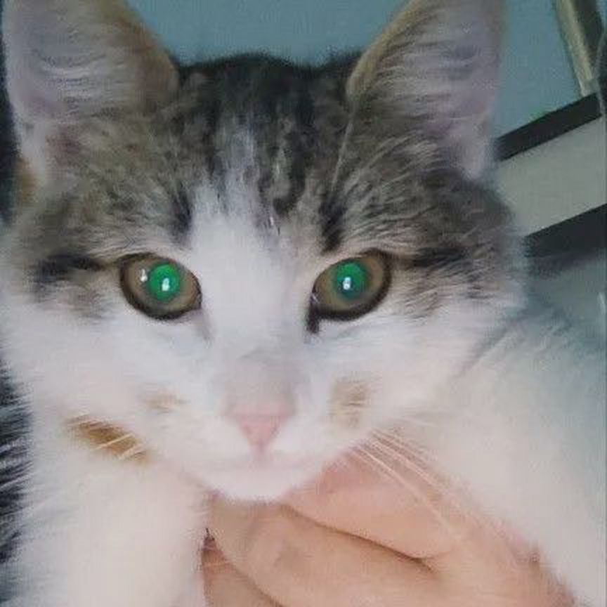 Котенок мальчик. Крысоловы