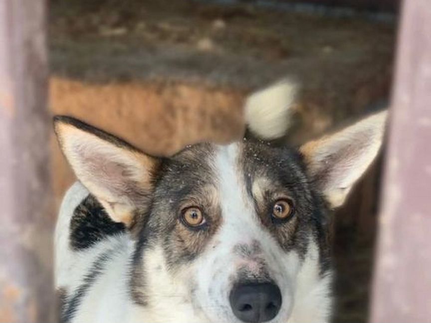 Собака в добрые руки