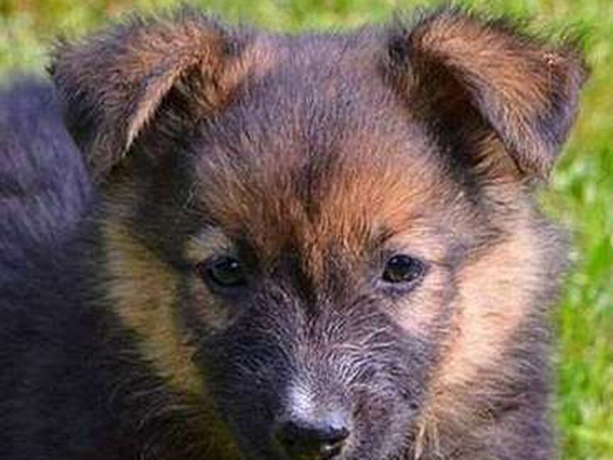 Щенок - пушистый колобок в добрые руки