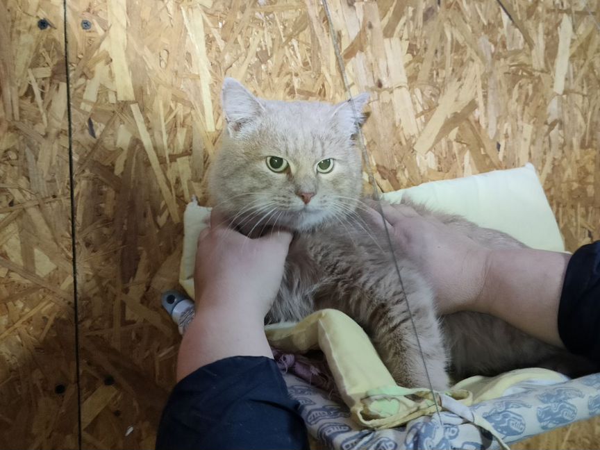 В добрые руки