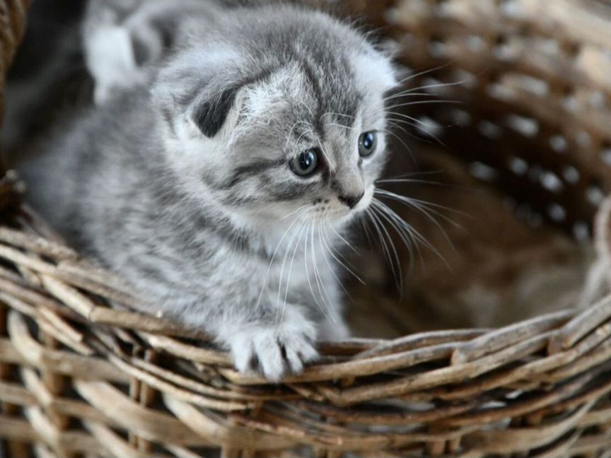 Шотландские вислоухие котята