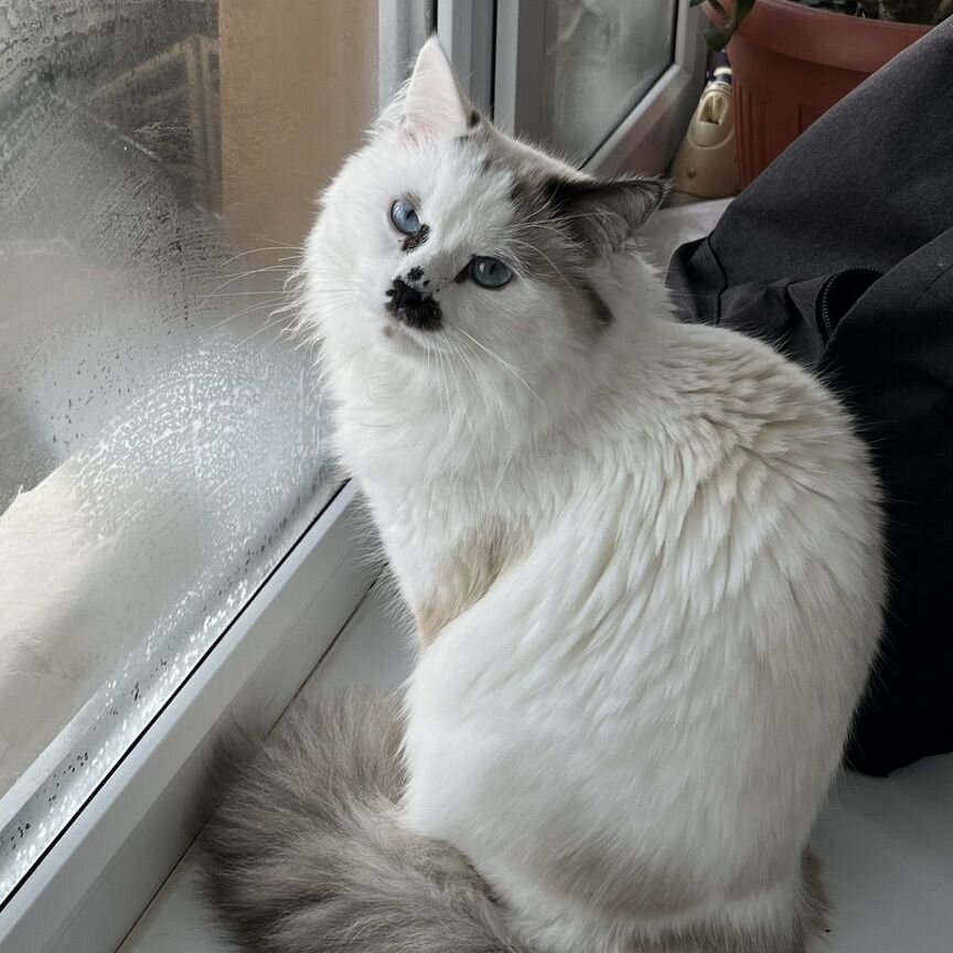 Отдам в добрые руки кота кастрированный