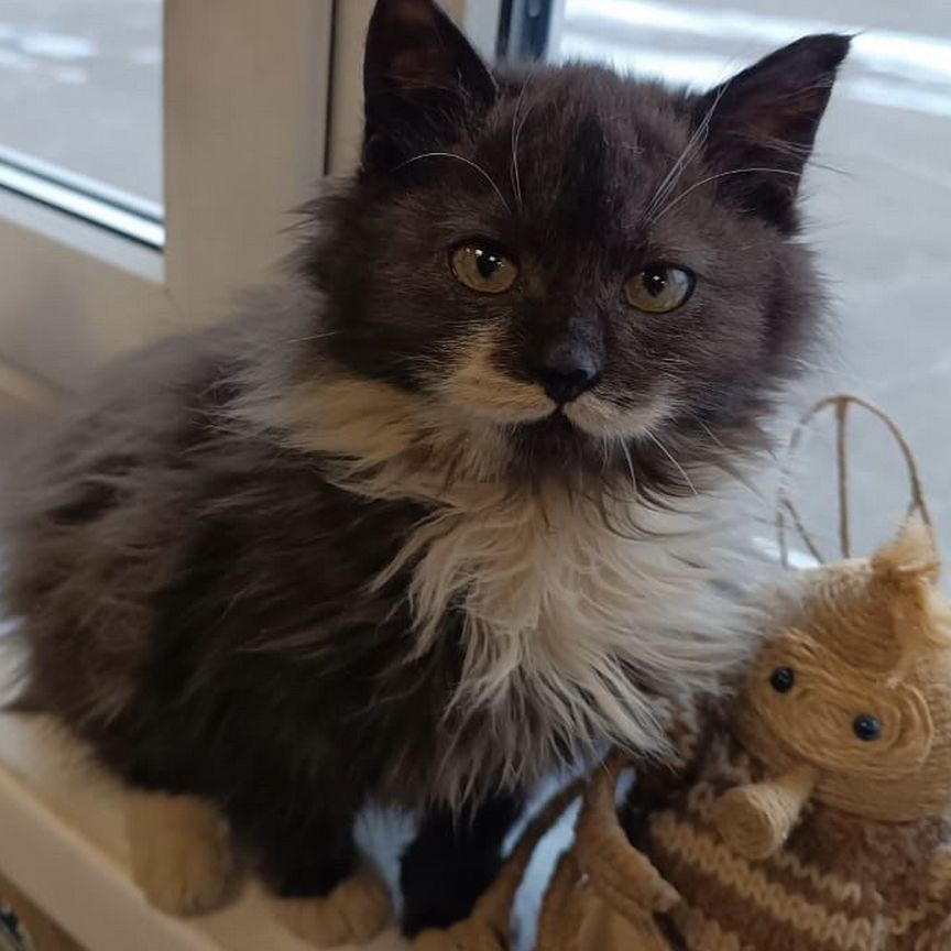 Усатик в помске дома