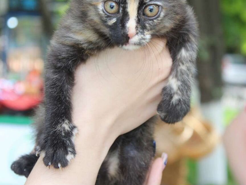 Котенок