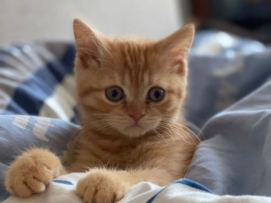 Шотландский котёнок