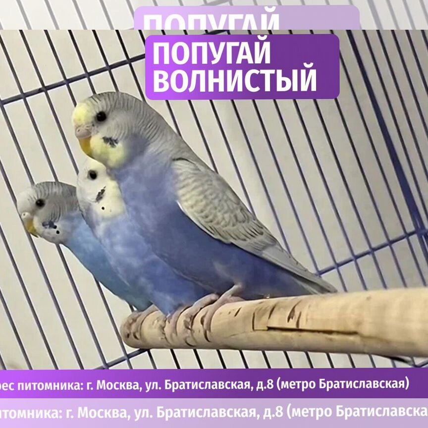 Попугай Волнистый