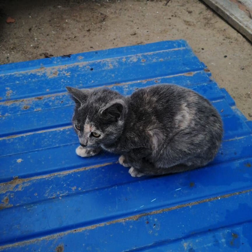 Отдам в добрые руки Кошку и котёнка