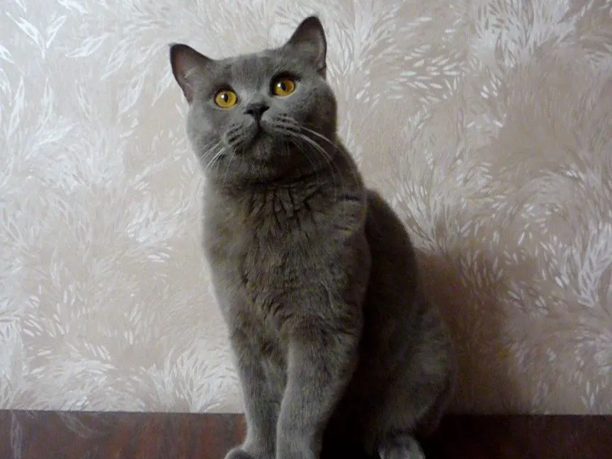 Британский кот