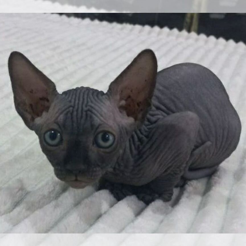 Канадский сфинкс котёнок