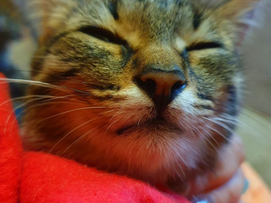 Котенок Джимми