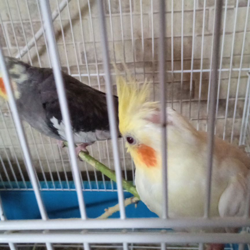 Попугай корелла с клеткой