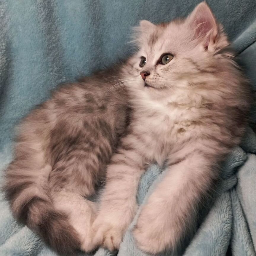 Шотландский длинношерстный котик