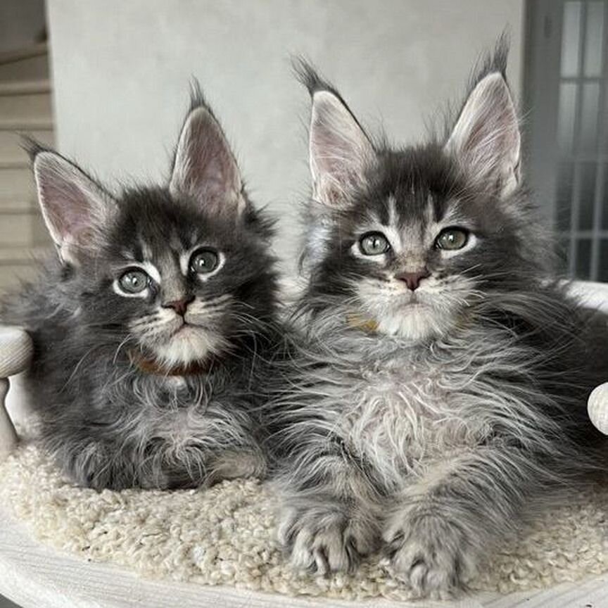 Роскошные мейн-куны с кисточками