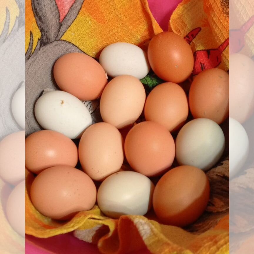 Инкубационное яйцо кур несушек