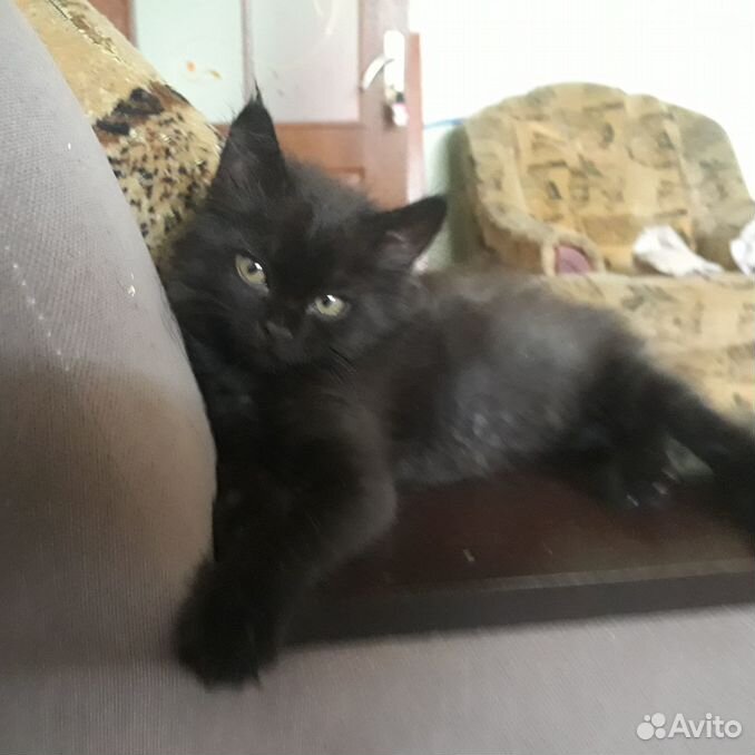 Отдам, бесплатно полубританского котёнка
