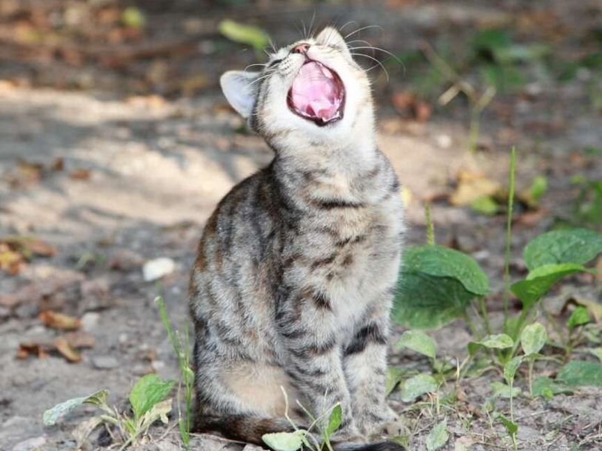 Забавная кошечка котёнок