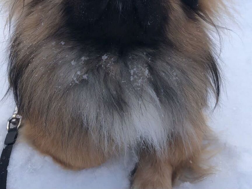 Ищем девочку пекинеса для вязки