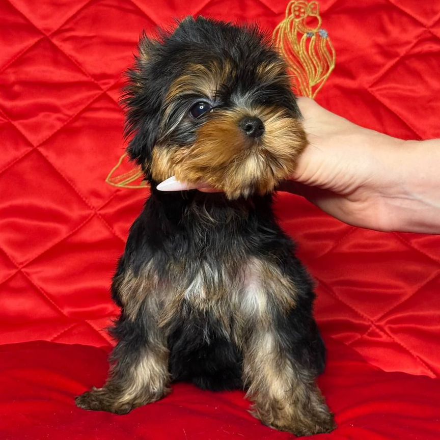 Йоркширский терьер, щенок