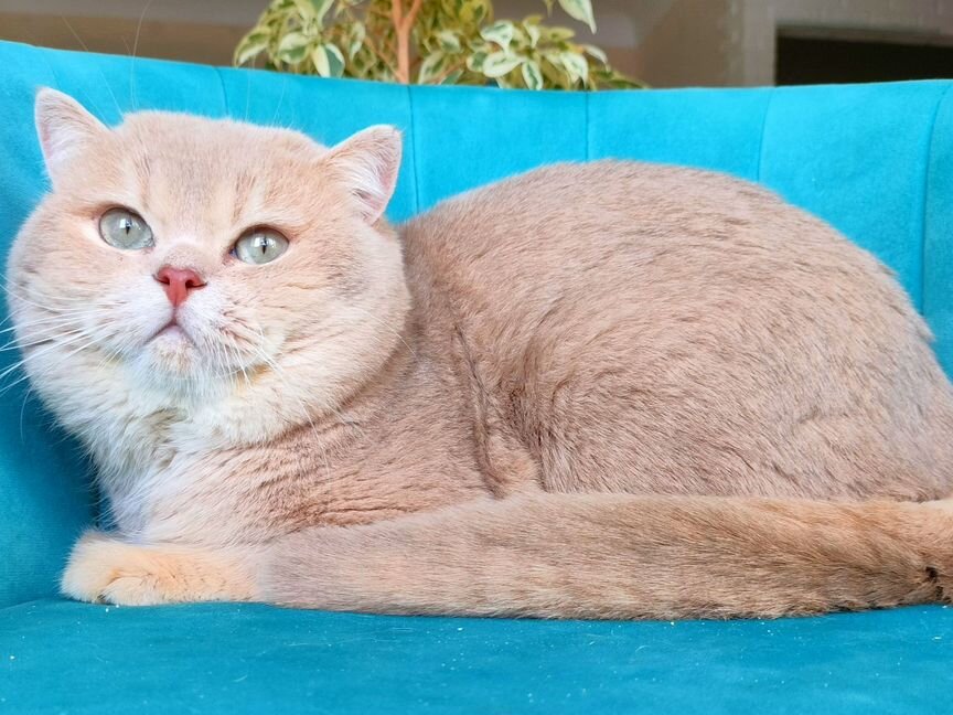 Лиловая золотая завуалированная шиншилла кот