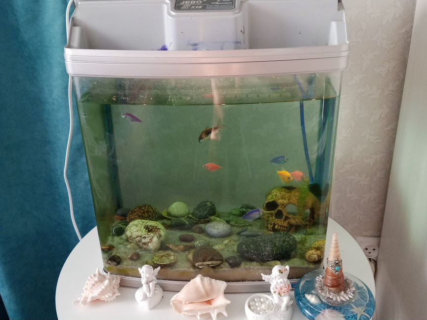 Аквариум с рыбками