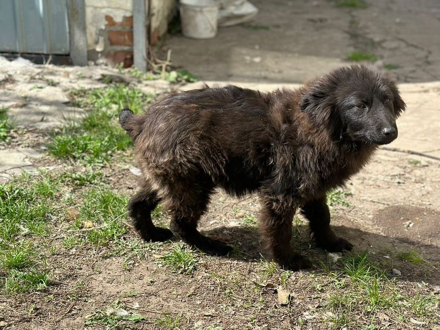 Ньюфаундленд помесь