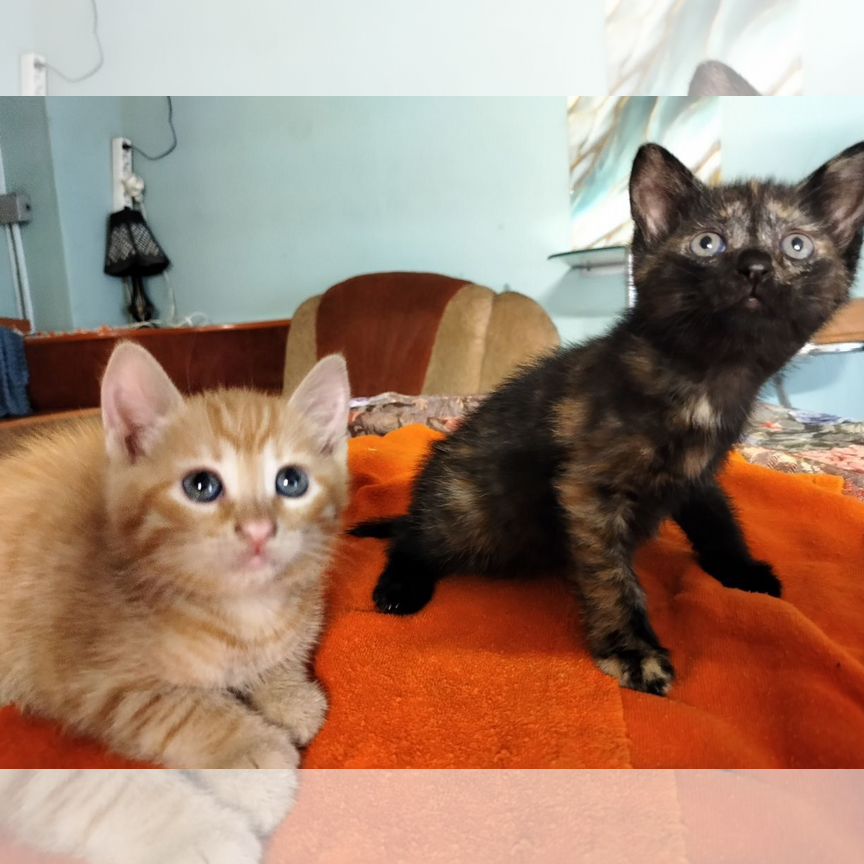 Котята