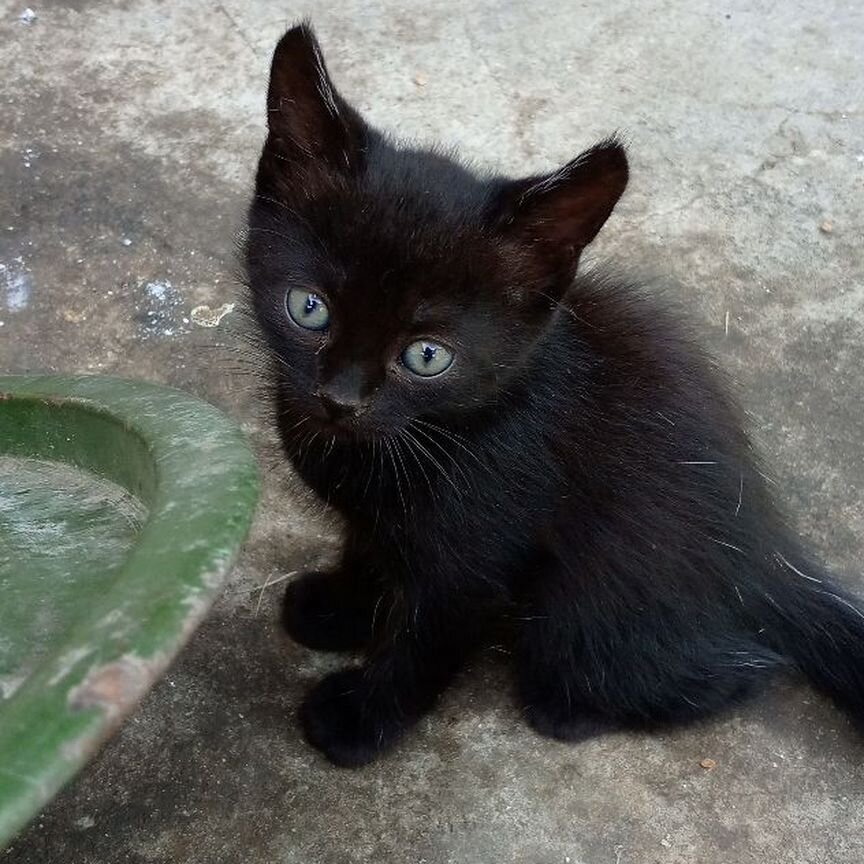 Котята - отдадим в хорошие руки