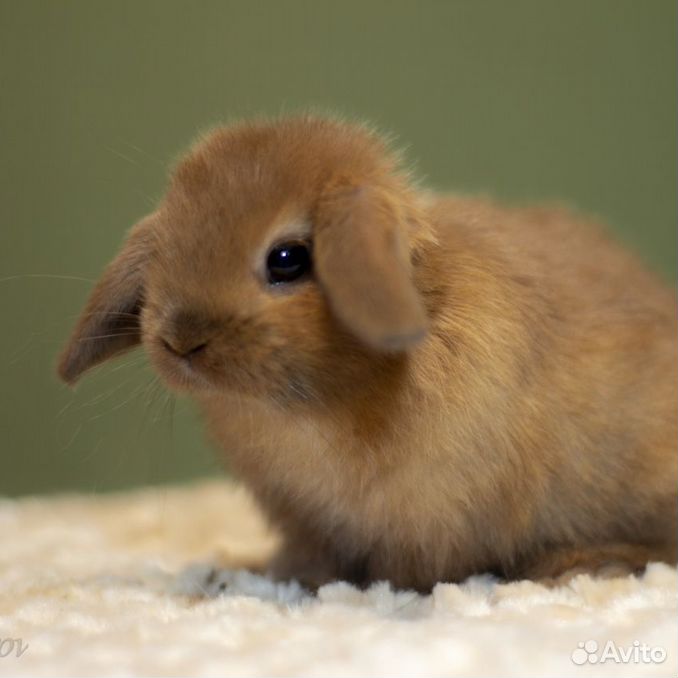 Крольчата минилопы тюрины