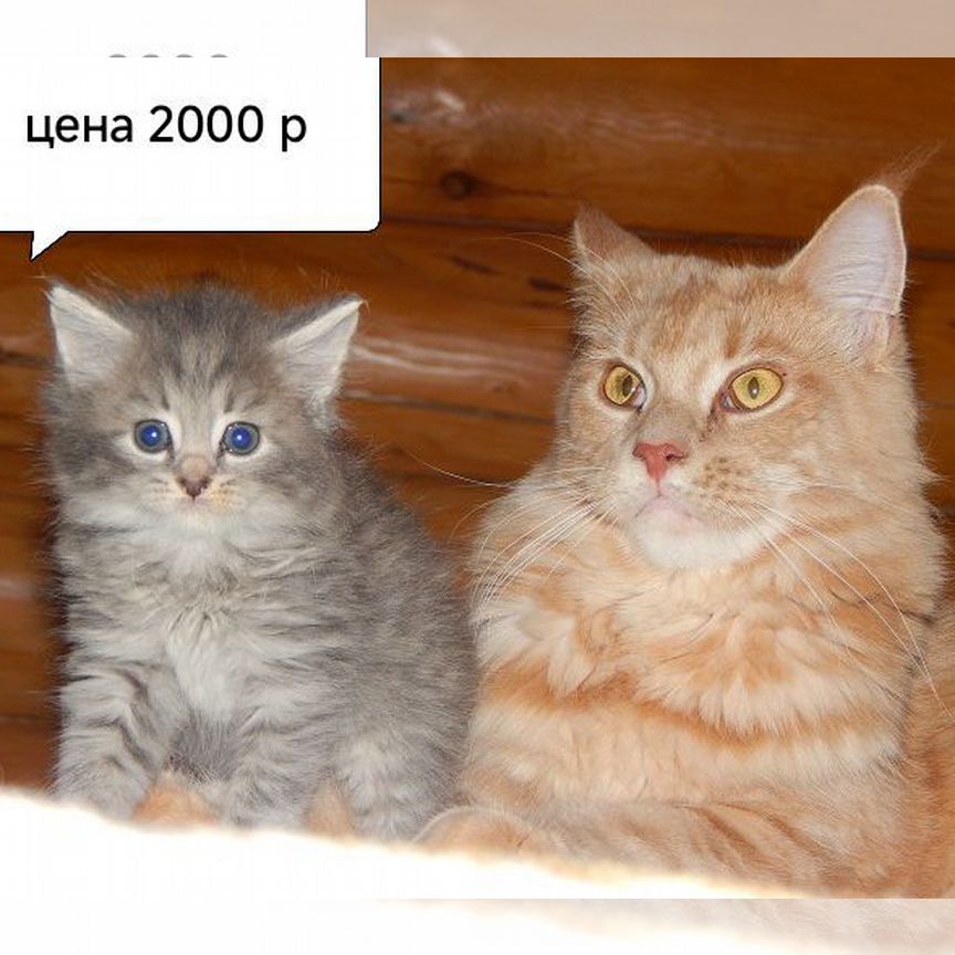 Мейн-кун, котята