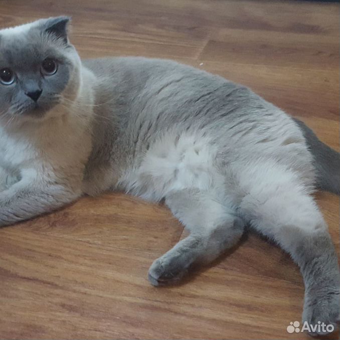 Отдадим кошку новым заботливым хозяевам