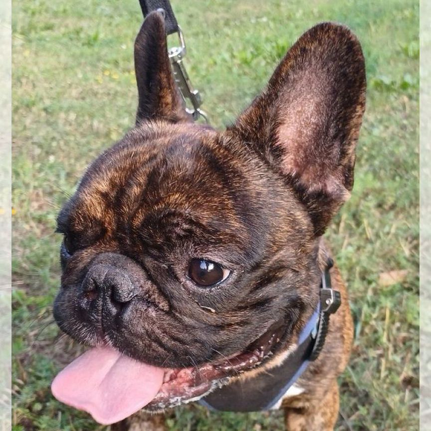 Французский бульдог Мэни