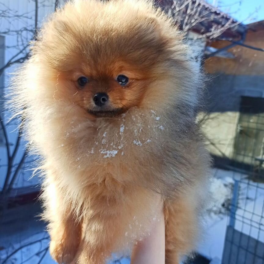 Щенки померанского шпица