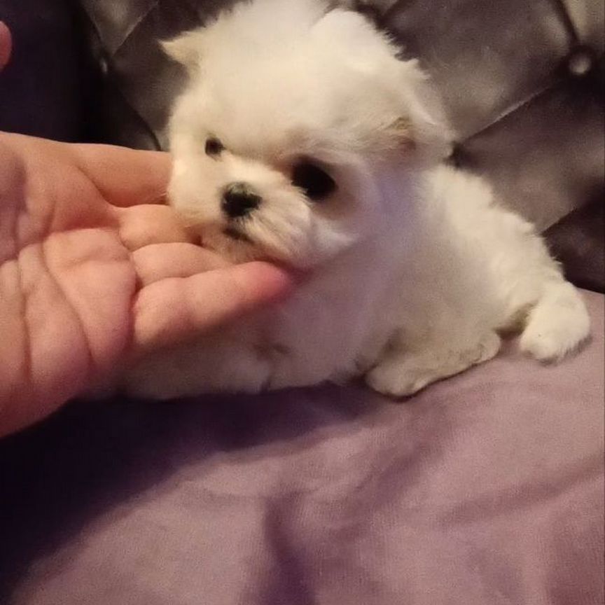 Мальтипу, щенок