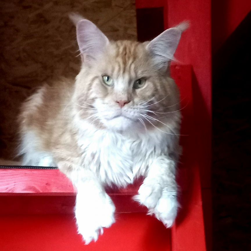 Котята мейн-кун от полидакта