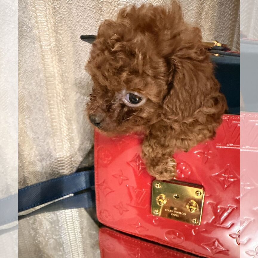 Той-пудель, щенок