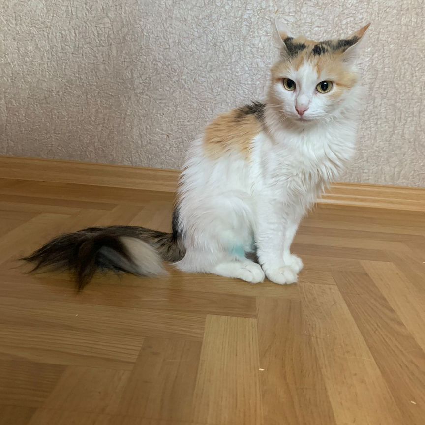 Кошечка в добрые руки